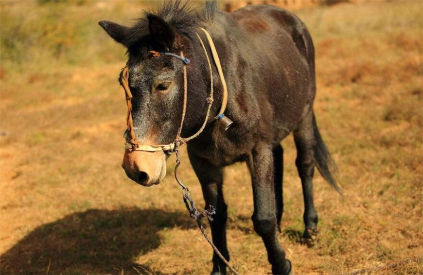 As the saying goes: "Donkey meat is fragrant, horse meat is smelly ...