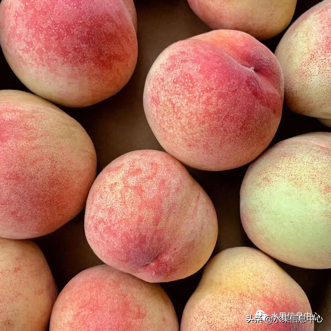 China's common peach origin varieties and time to market - iNEWS