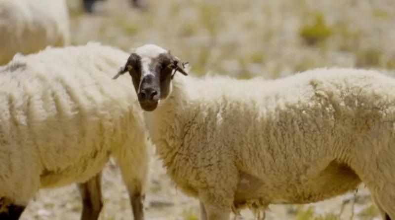 Gamba and Zhongba, beautiful sheep and colorful desert... - iNEWS