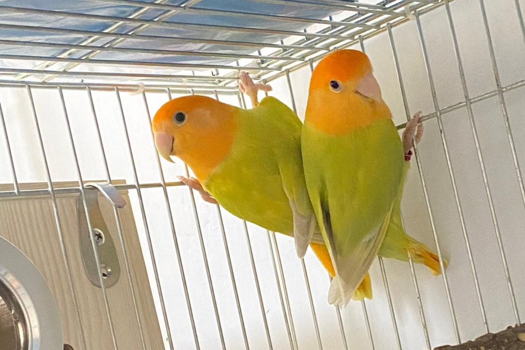 All the species of peony parrots, the photos are compared, you are no ...