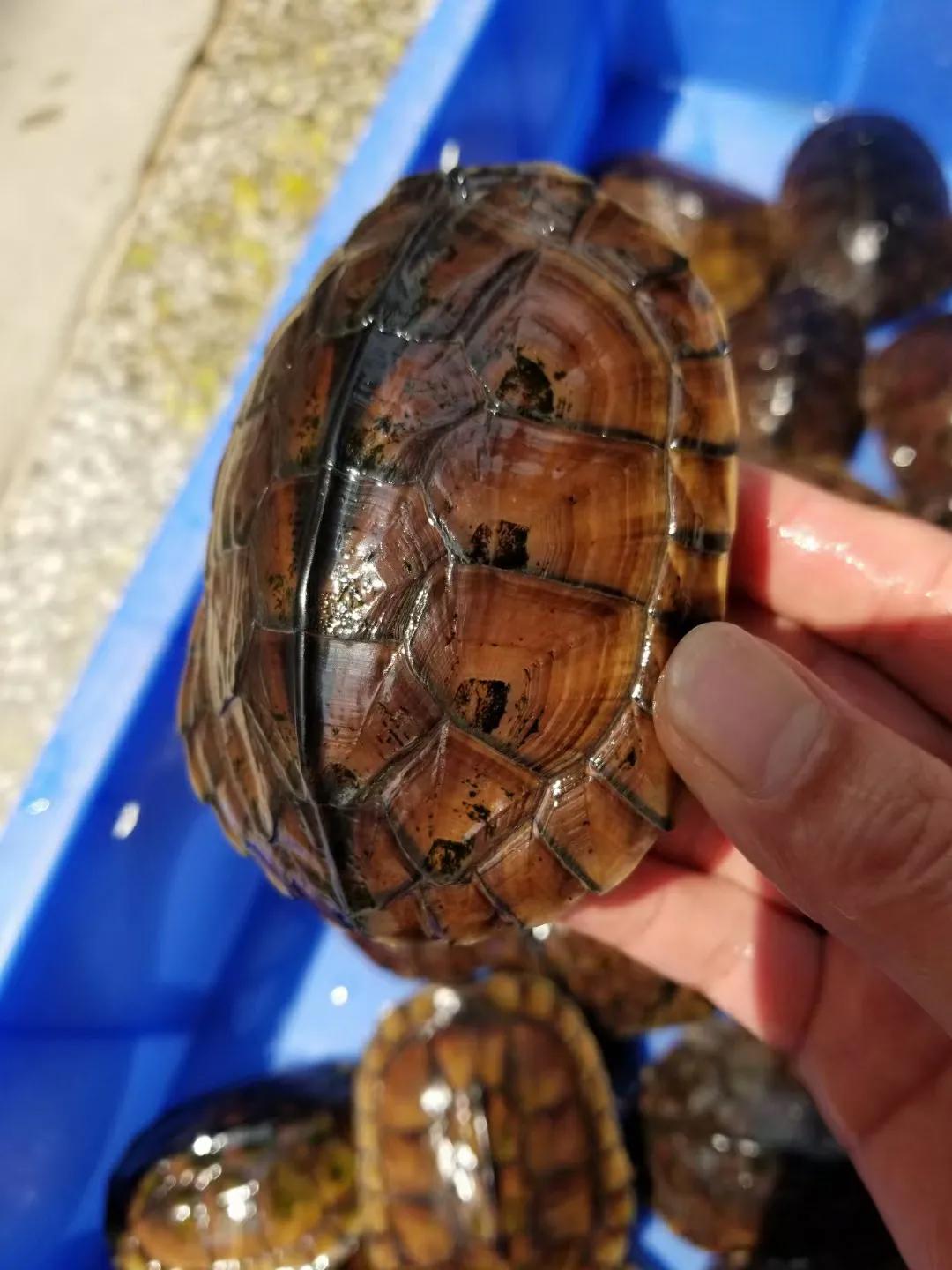 Money Turtle Stone Money - iNEWS