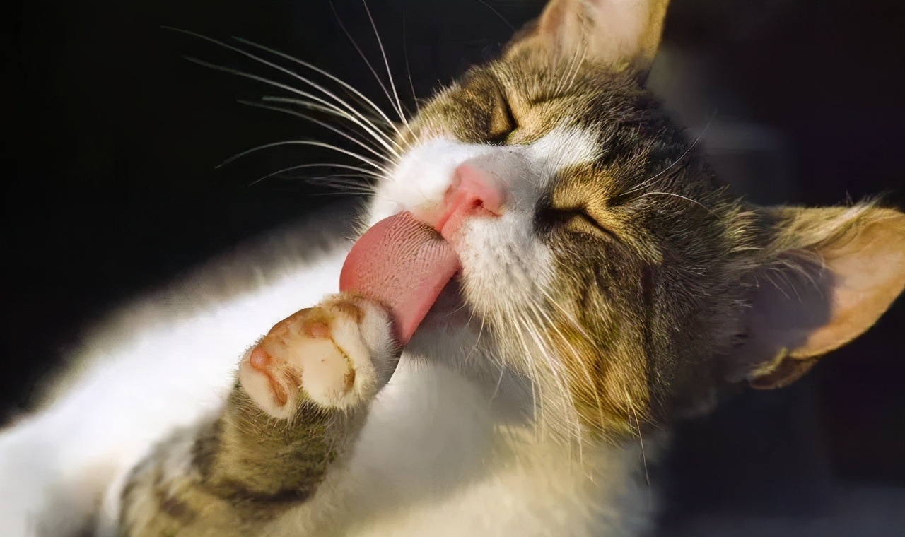 Why do male cats grow barbs and scratch females during mating?What is ...