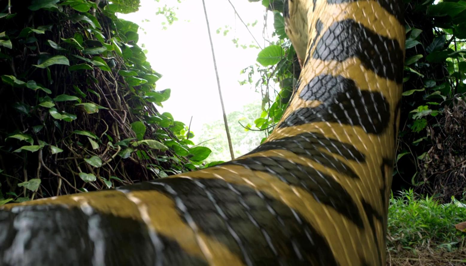 "Baby Fish Monster": Compared with the plot, it is better to see how ...