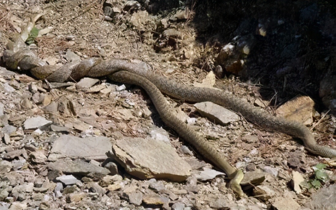 Female snakes mate actively, attract countless male snakes with gas ...