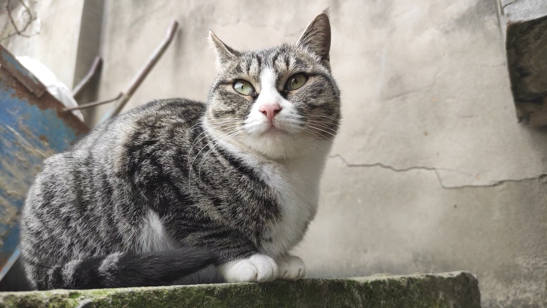 There are three, six or nine grades for cats. See what rank your cat is ...