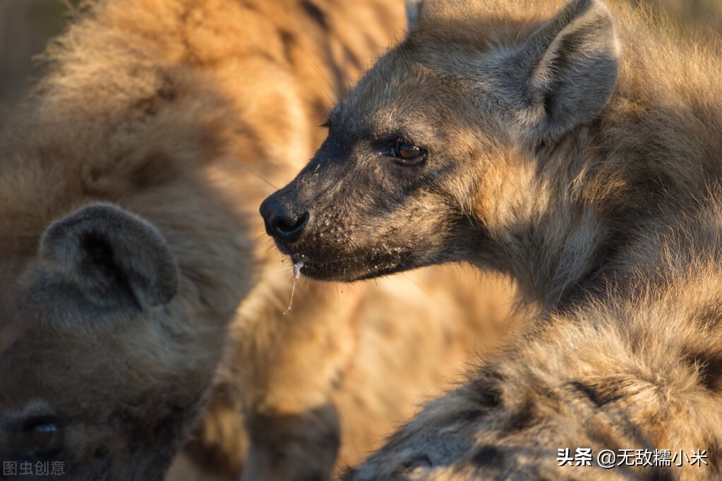 Why have I never heard of hybrid hyenas? What will a hyena give birth ...