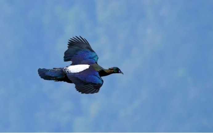 China's unique "Rainbow Bird" is one of the most beautiful birds in the ...