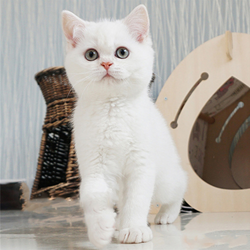 The origin of the silver gradient cat - iNEWS