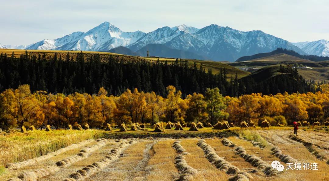 Where is Qi Lian hiding in October?Take you to see Qilian in late ...