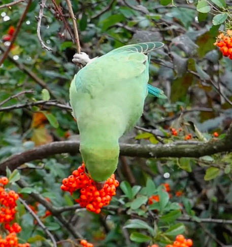 Nine species of parrots native to China are precious and endangered ...