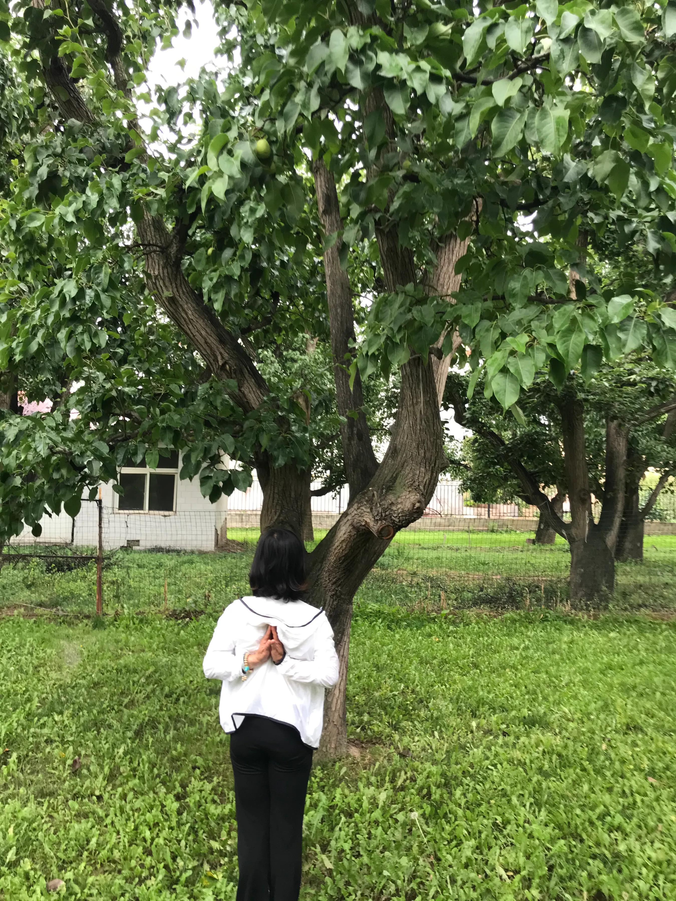 China's first ancient pear garden in Shichuan, Lanzhou - iNEWS