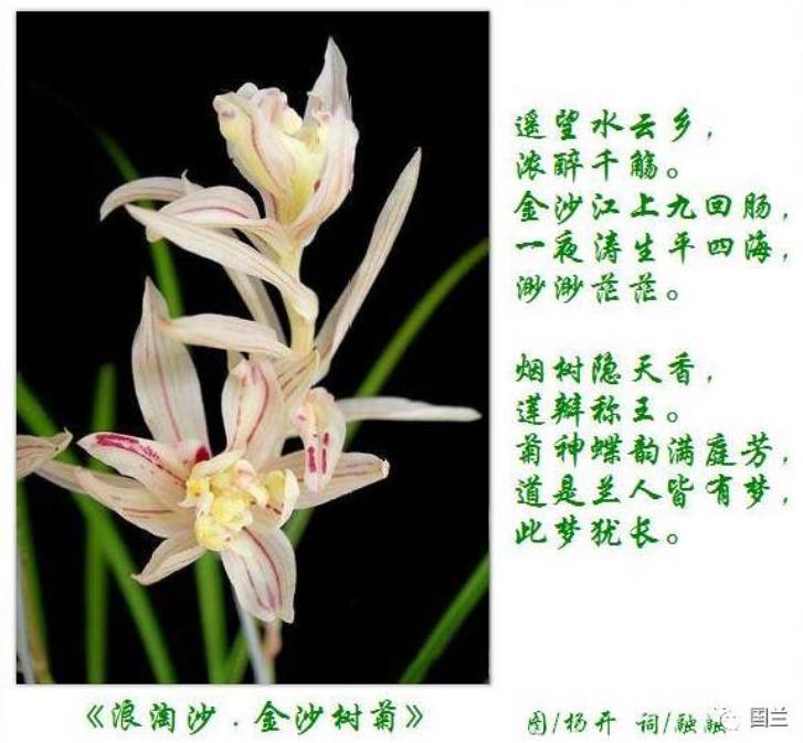 The king of lotus petals orchids, Jinsha chrysanthemum-the unique tree ...