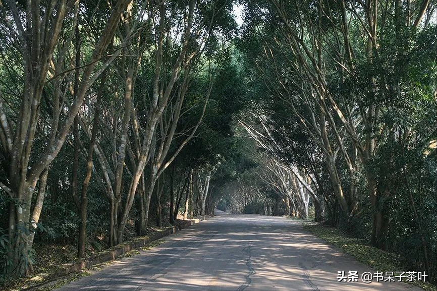 The world is sweeter and wilder than Dingzhen! A thousand acres of ...