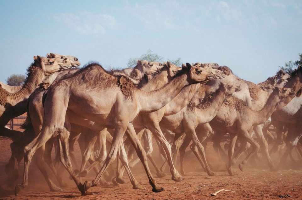 An Australian farmer shot and killed 113 wild camels in 3 hours. Why ...