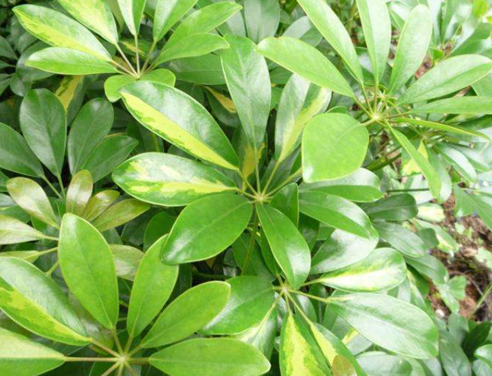 What is the difference between happiness tree, green treasure tree and ...