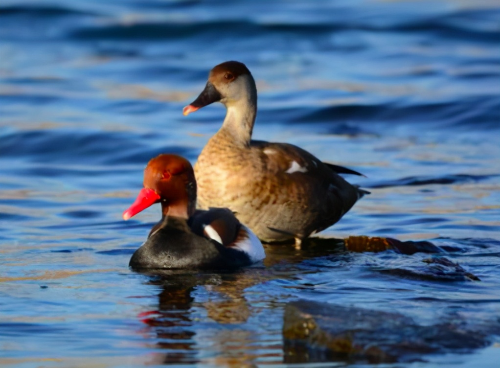 In the face of breeding competition, the duck can change its size, even ...