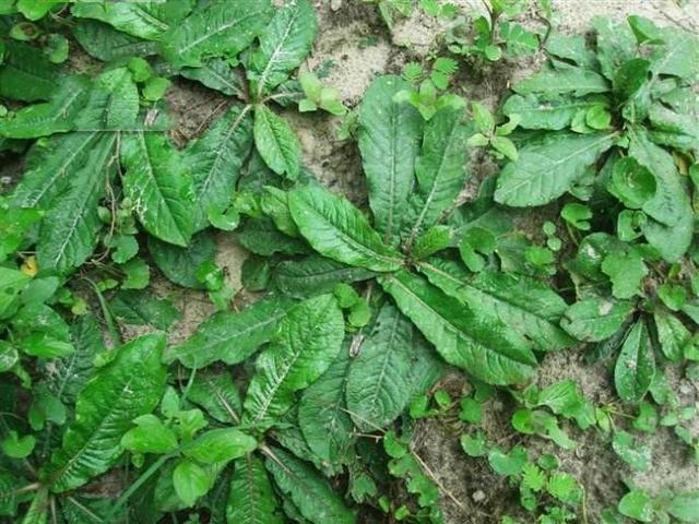 The weeds that are common in the village, although they do not look ...
