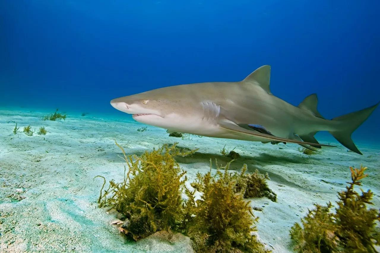 Great sharks breed in the mangroves - iNEWS