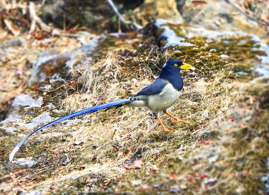 Species Encyclopedia: Yellow-billed Blue Magpie - iNEWS
