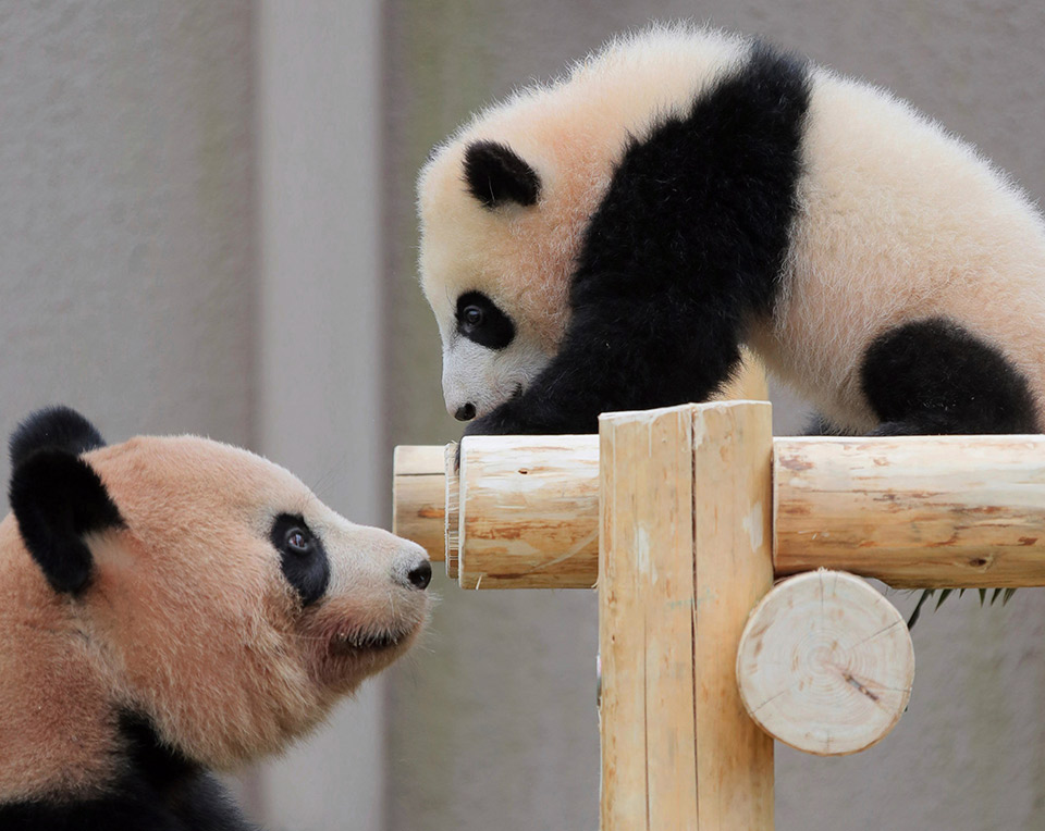 Is the American giant panda being abused?The U.S. claimed that it was ...
