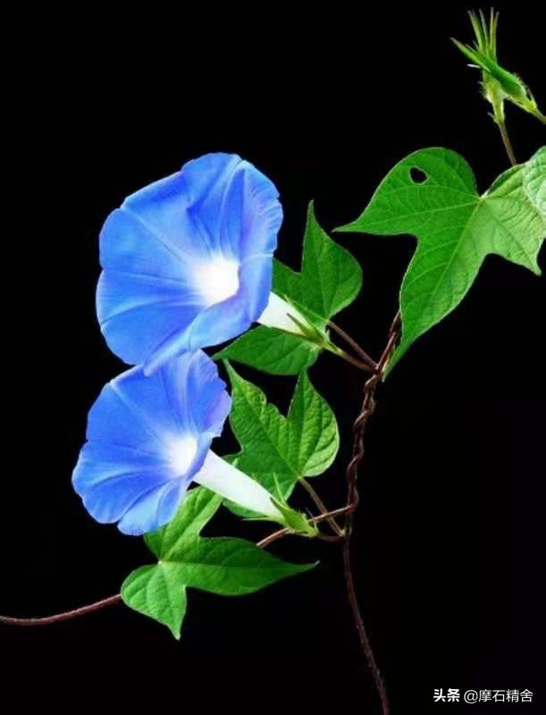 Idle Flower Arrangement - iNEWS