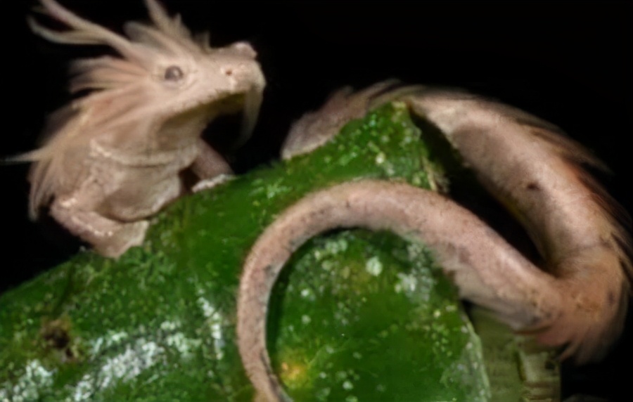 What kind of animal is an axolotl?Why does the hole newt look so much ...