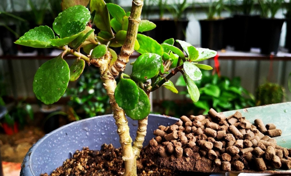 For the longevity flower at home, use one method to make it grow into ...