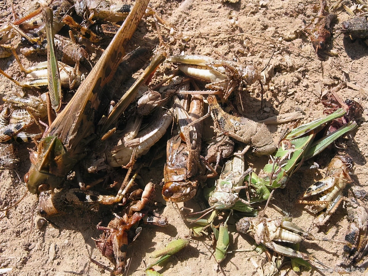 Remember the hundreds of billions of locusts that year?Where did they ...