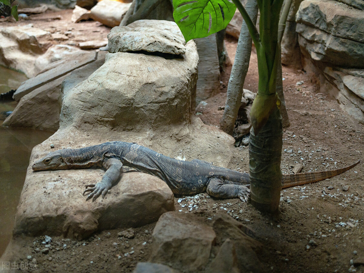 The national treasure round-nosed monitor lizard "Five-Clawed Golden ...