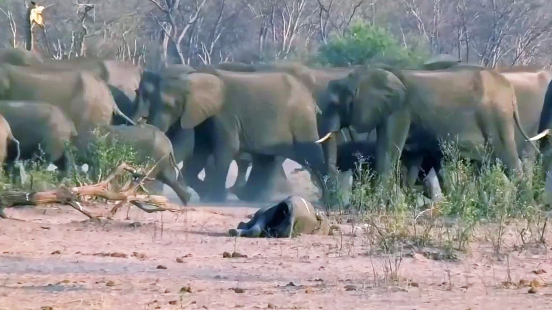 Why can't we feed the elephants with salt?After watching the elephant's ...