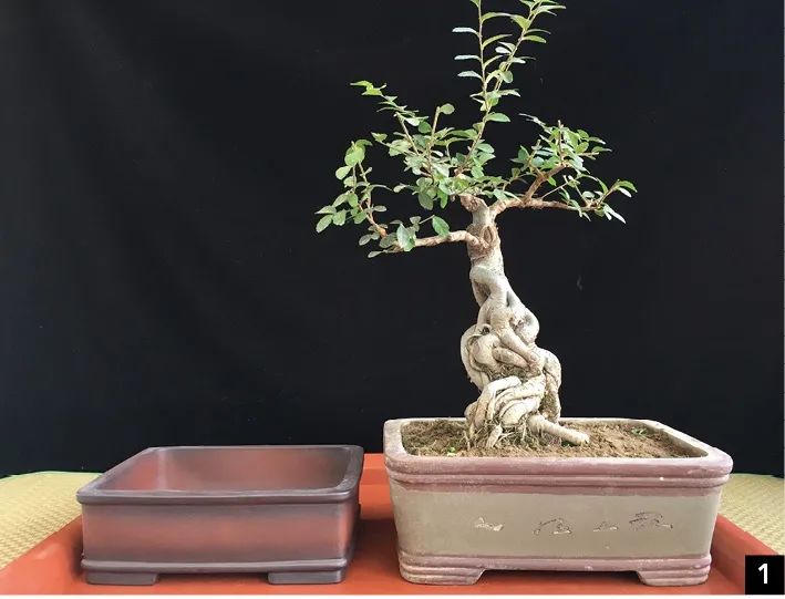 15 steps, 15 details, the secret of 100% bonsai change without hurting ...