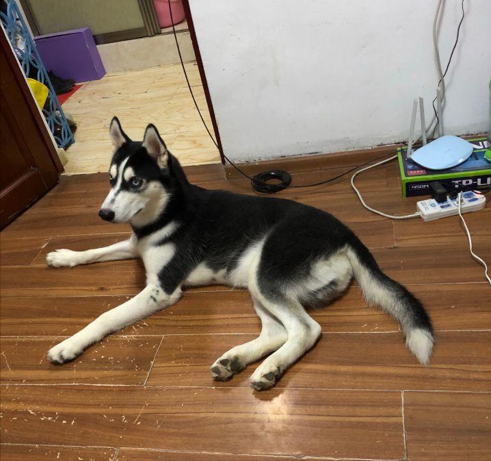 Why does the husky smell so much? - iNEWS