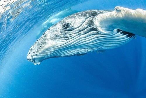 One article about the "hide skin" on whales, delicious but powerful ...