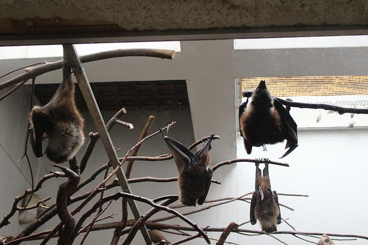 Bats are a sign of blessing in ancient history, why are they the ...