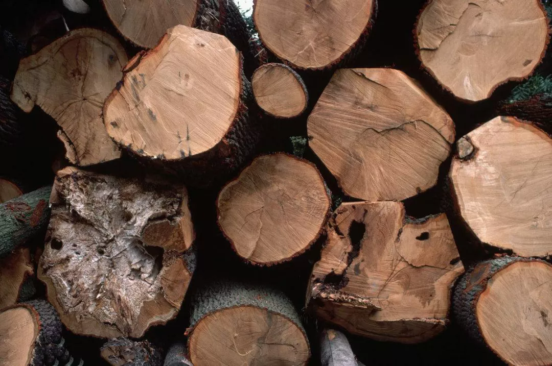 French timber manufacturing industry calls for a halt to oak exports to ...