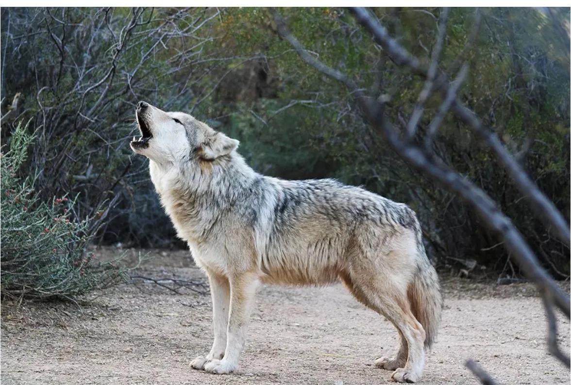 Essays of Kyrgyzstan in Central Asia (Wolf) - iNEWS