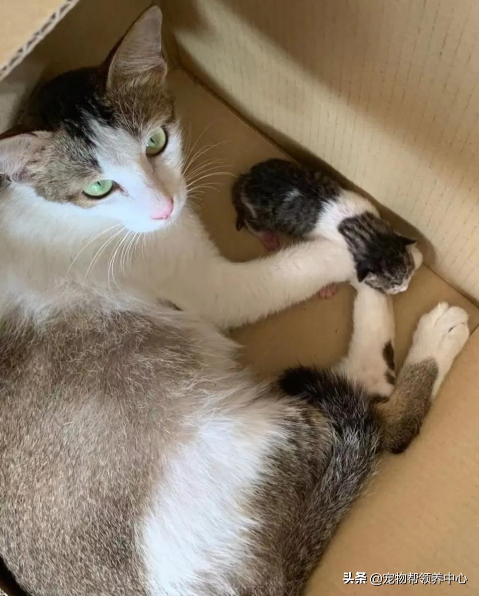 The stray cat mother took the kitten to stay forcibly, but ...