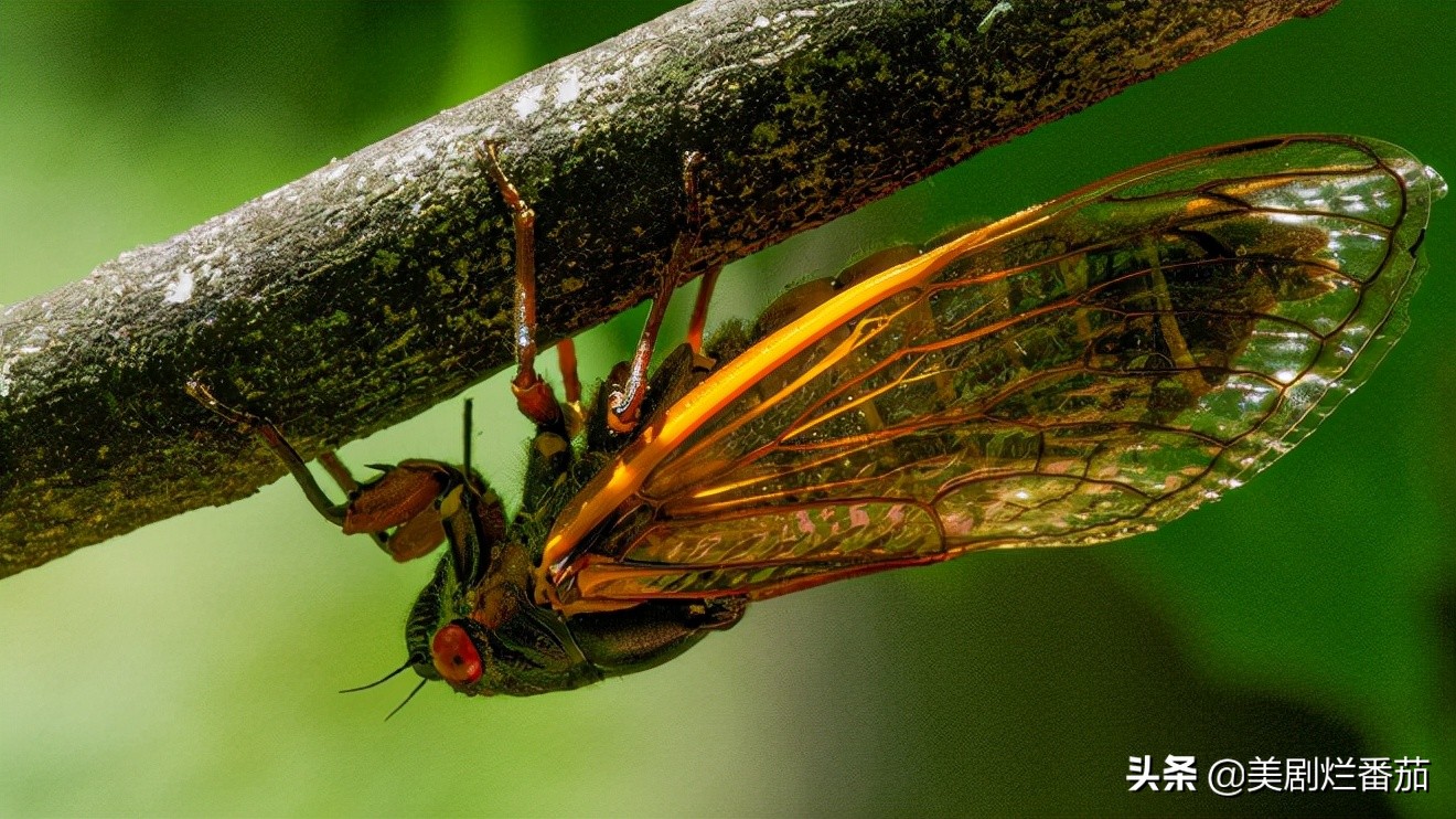 BBC's new documentary "Animal Courtship": exposing the behavior of ...