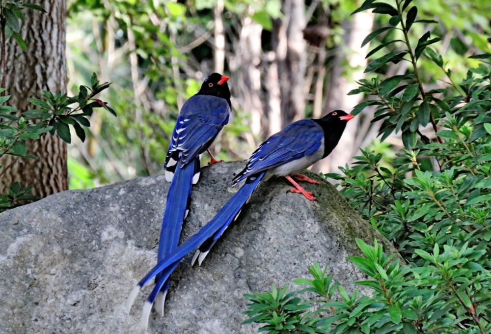 Species Encyclopedia: Red-billed Blue Magpie - iNEWS