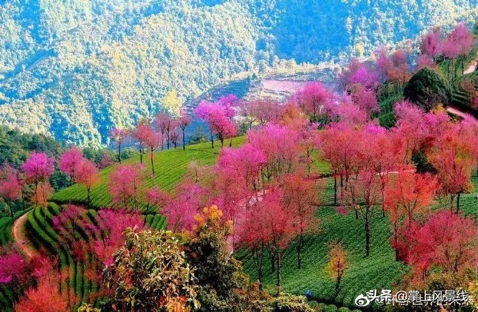 Absolutely! Flower viewing in Yunnan in winter - iNEWS