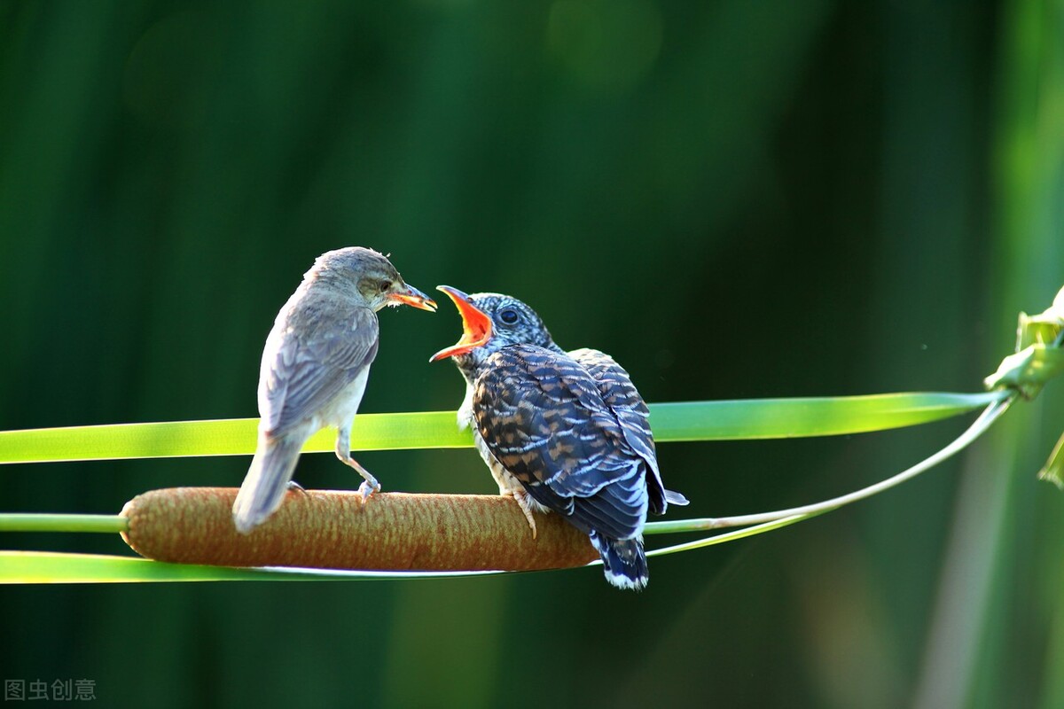 Why can cuckoo birds use their nests to reproduce - iNEWS