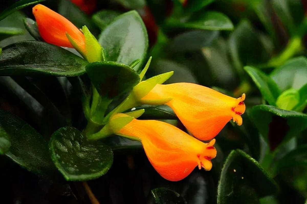 The expensive "Three Chlorophytum", suitable for "closed balcony ...