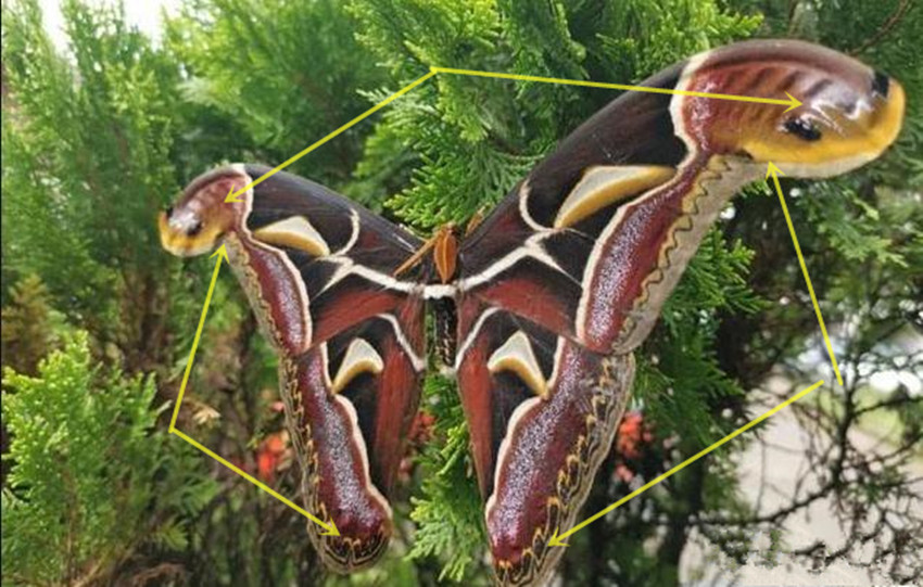 Weird species appeared in Yunnan, "two-headed snakes" grew on their ...