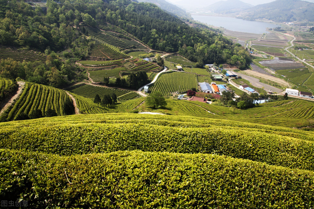 Explore the high mountain green tea in the depths of the Yunnan-Guizhou ...