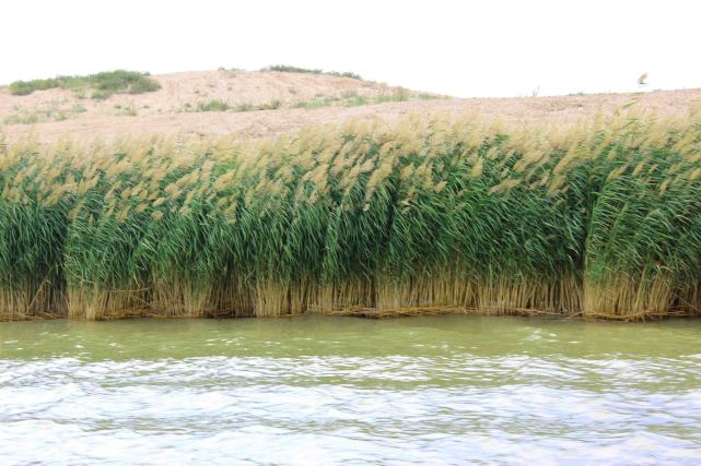 Before the reed was cut in the Republic of China, why was it necessary ...