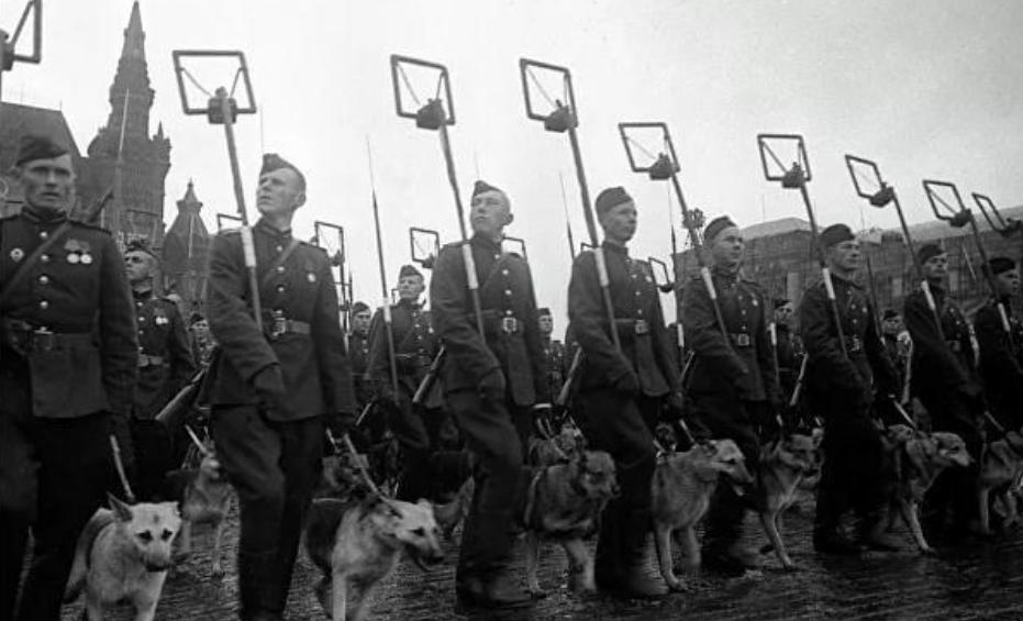 The Soviet wartime rhapsody trained military dogs to blow up tanks, and ...