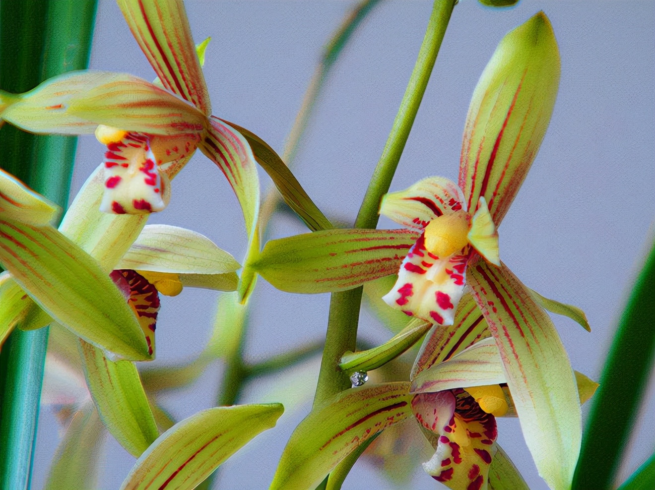 "18 kinds" of orchids with frequent flowers and seedlings, inexpensive ...
