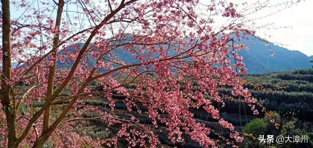 Where to go during the Spring Festival? Please check this Zhangzhou ...