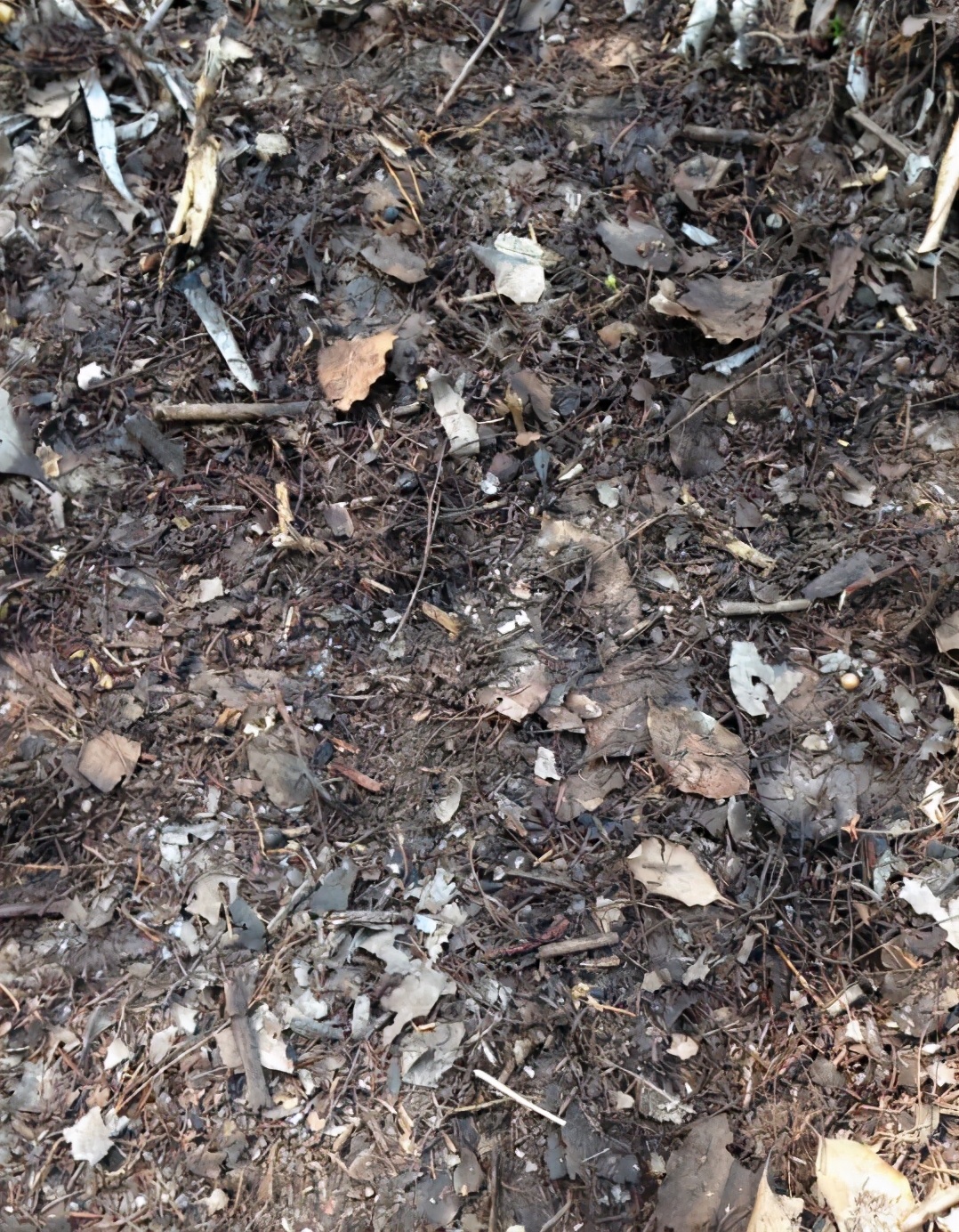 Flower flower first raise the root, do 5 things, flowers and grass, big ...