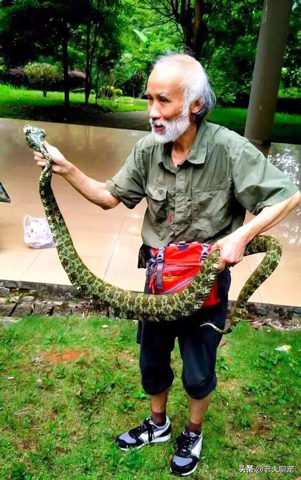 What is the true strength of the "giant panda" in the snake world, the ...